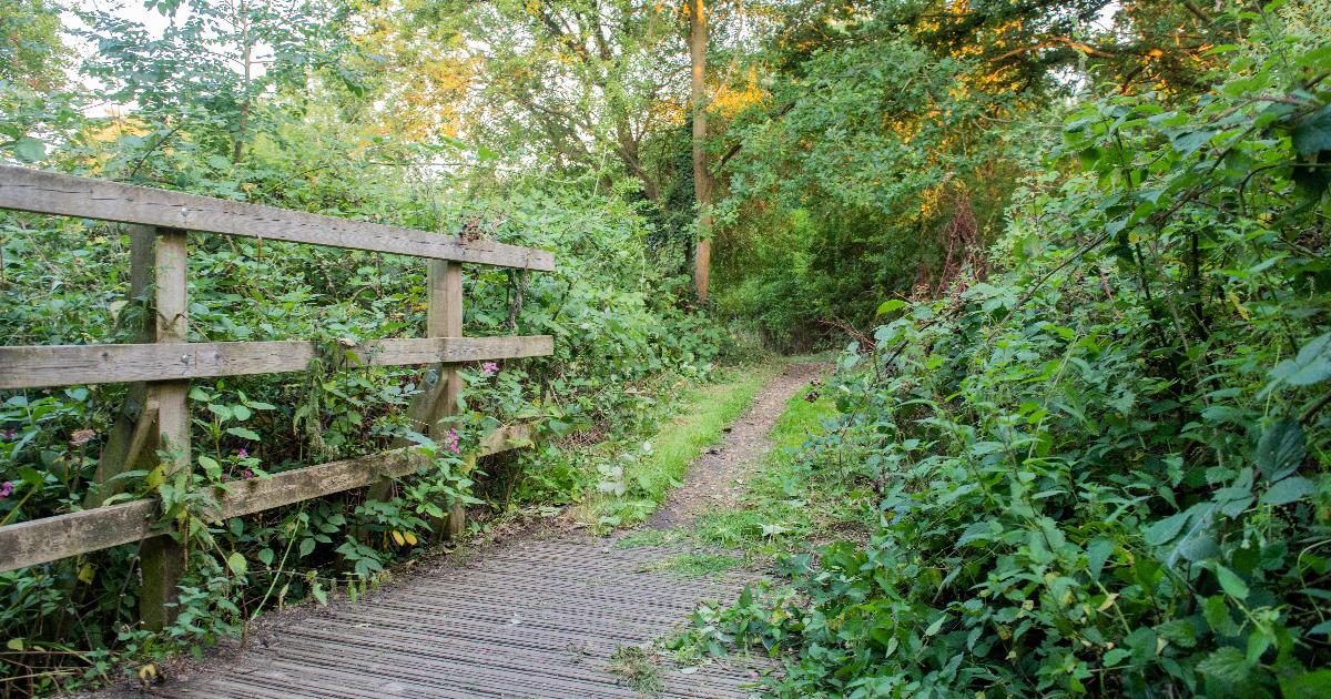 Led Walk: Gutteridge Woods, Hayes - Discover Hillingdon